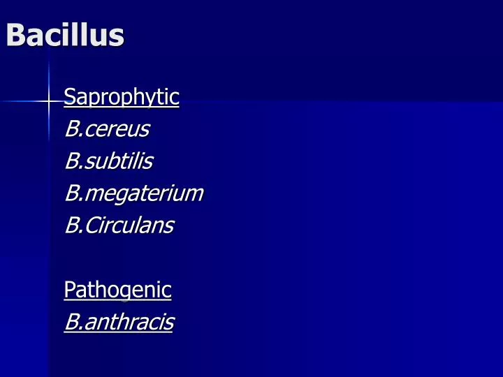 PPT - Bacillus PowerPoint Presentation, free download - ID:7053215