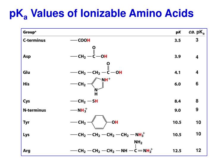 Ppt Proteins Amino Acid Chains Powerpoint Presentation Id7053765