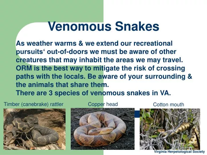 PPT - Venomous Snakes PowerPoint Presentation, free download - ID:7054235