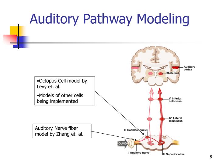 PPT - Modeling the Auditory Pathway PowerPoint Presentation - ID:7055419