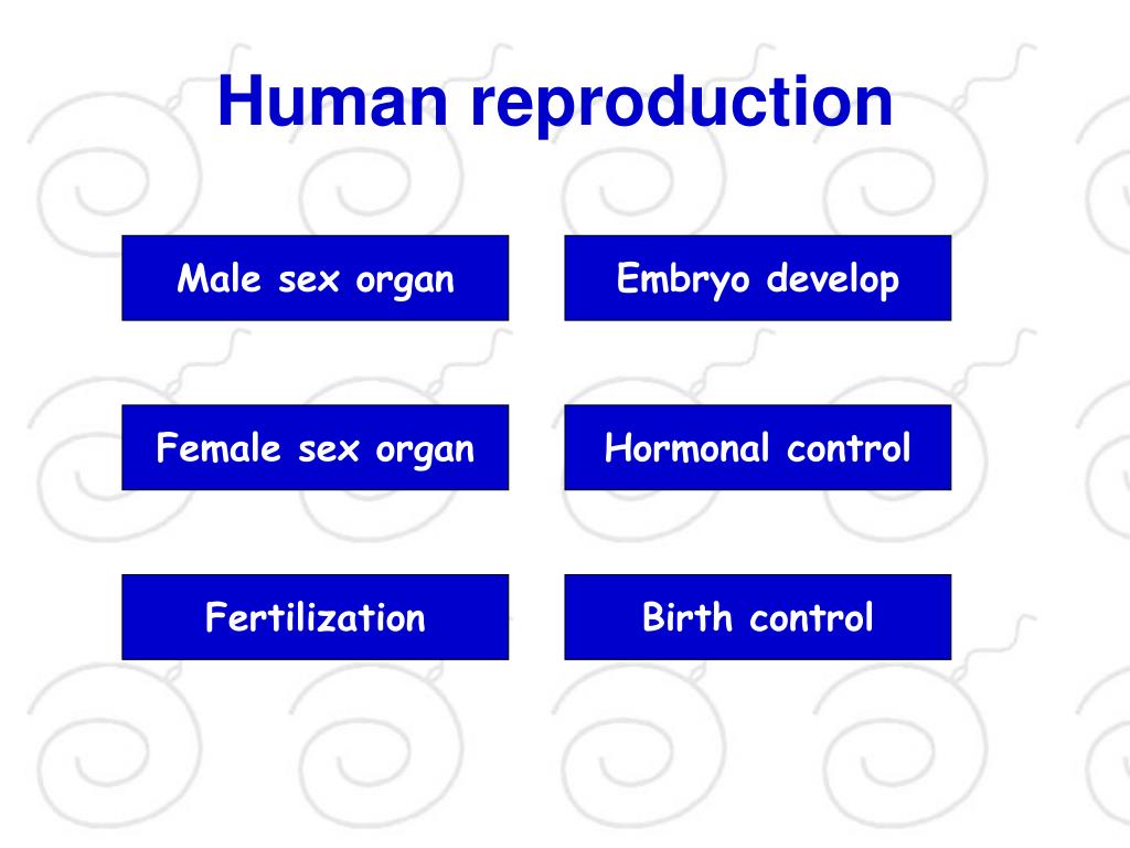 Ppt Reproduction Powerpoint Presentation Free Download Id7056188
