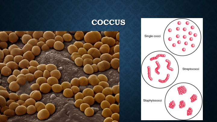 PPT - Prokaryotes and Eukaryotes PowerPoint Presentation - ID:7057095