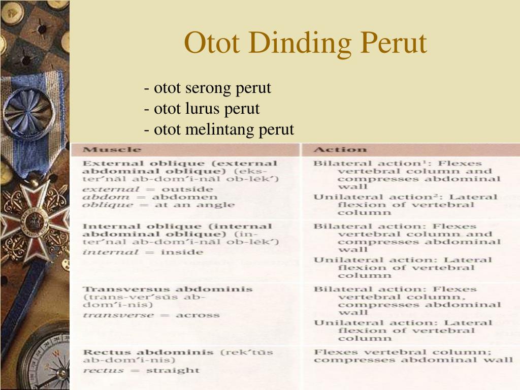 PPT - OTOT DAERAH KEPALA, LEHER DAN RANGKA BADAN PowerPoint ...