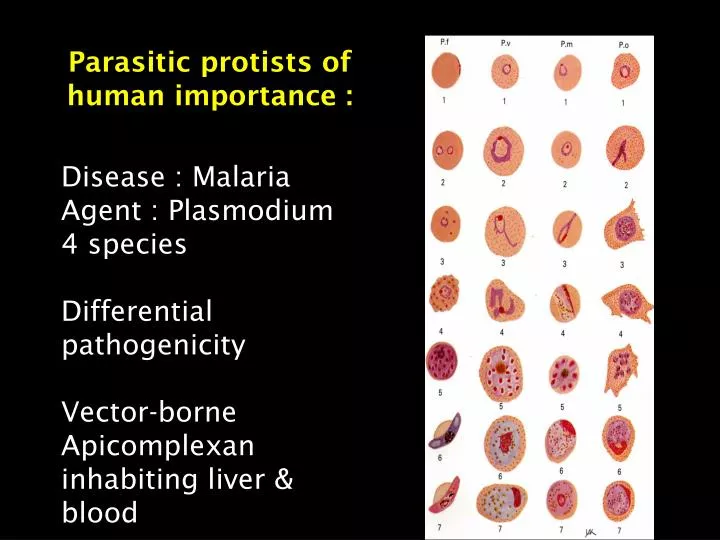 PPT - Parasitic protists of human importance : PowerPoint Presentation ...