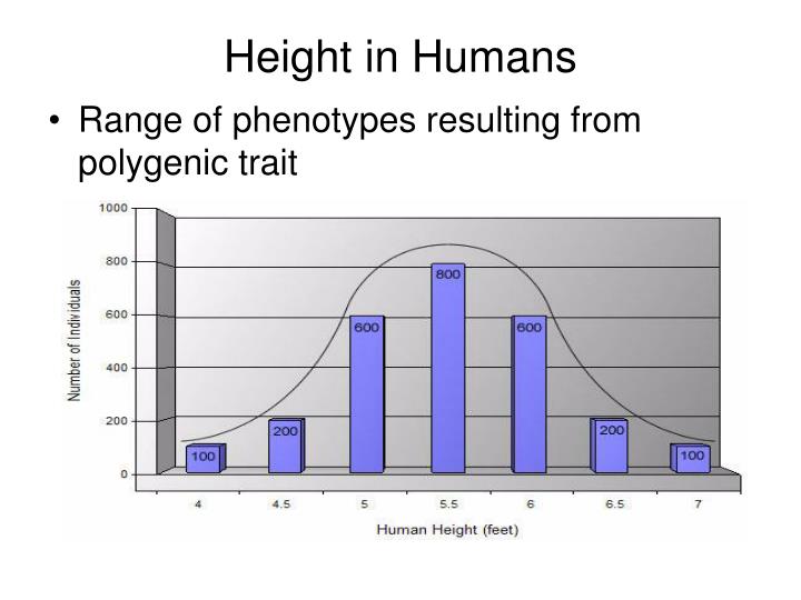 PPT - 11- 3: Exploring Mendelian Genetics & 11-5: Linkage and Gene Maps ...