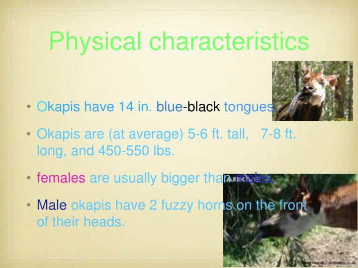 PPT - The Okapi PowerPoint Presentation - ID:7063204