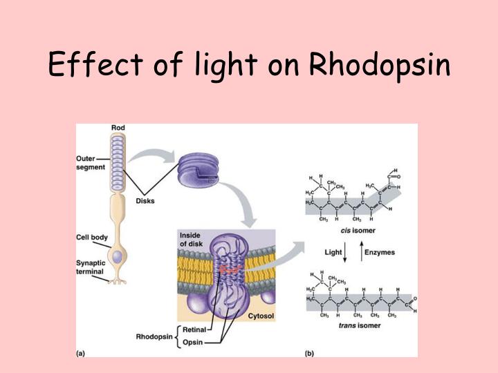 PPT - The response of rods and cones to stimulation PowerPoint ...