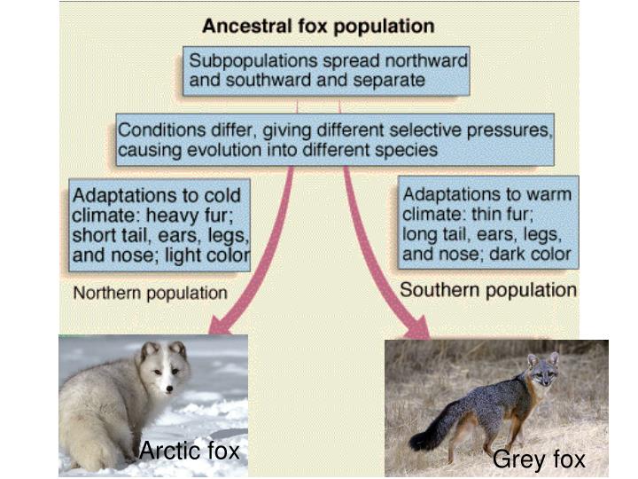 PPT - Evolution PowerPoint Presentation - ID:7063464