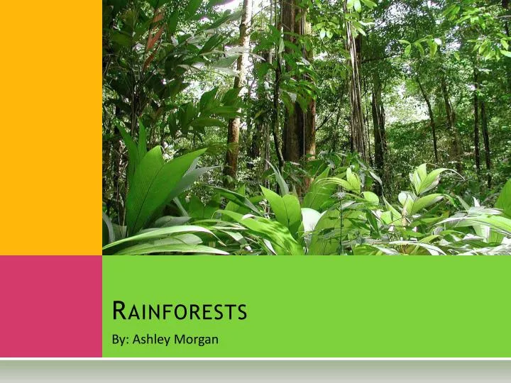 PPT - Rainforests PowerPoint Presentation, free download - ID:7063580