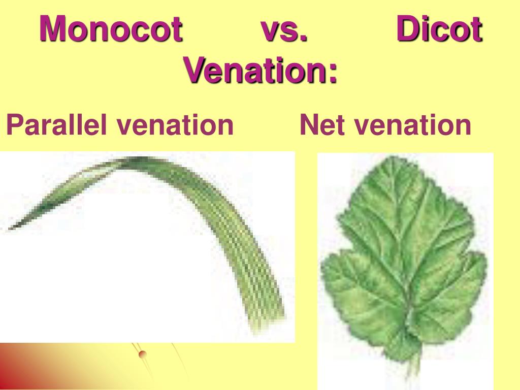 PPT - Kingdom Plantae…aka Plants! PowerPoint Presentation, free ...