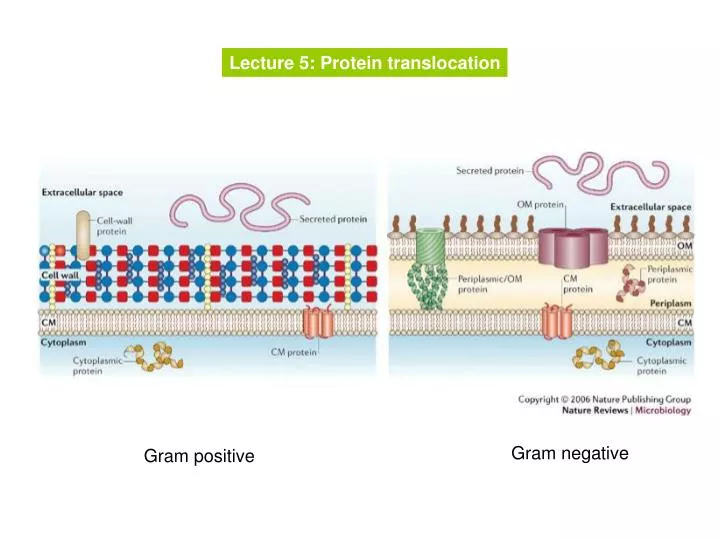 PPT - Gram positive PowerPoint Presentation, free download - ID:7064224