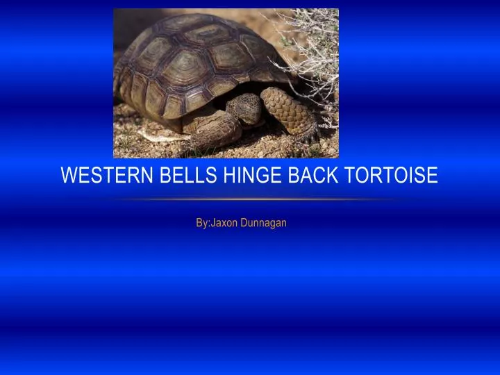 PPT - Western Bells Hinge Back Tortoise PowerPoint Presentation, free ...