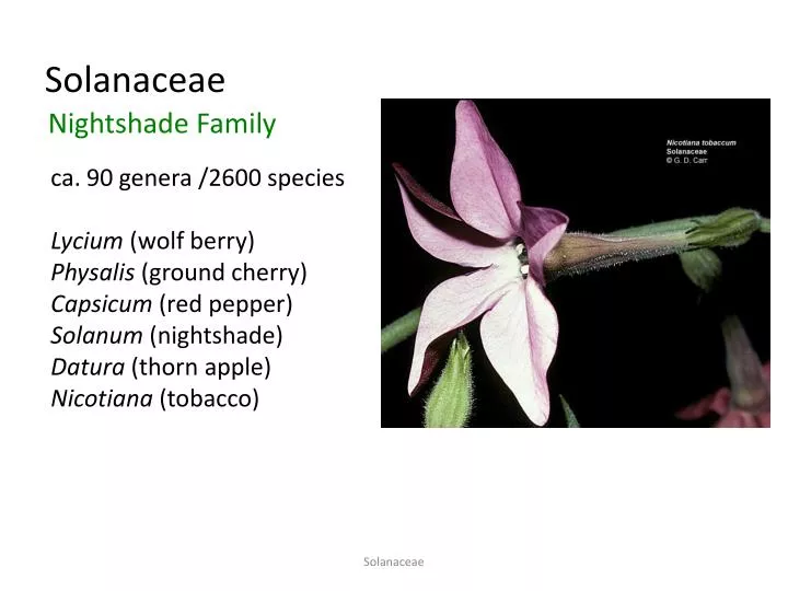 PPT - Solanaceae PowerPoint Presentation, free download - ID:7067239