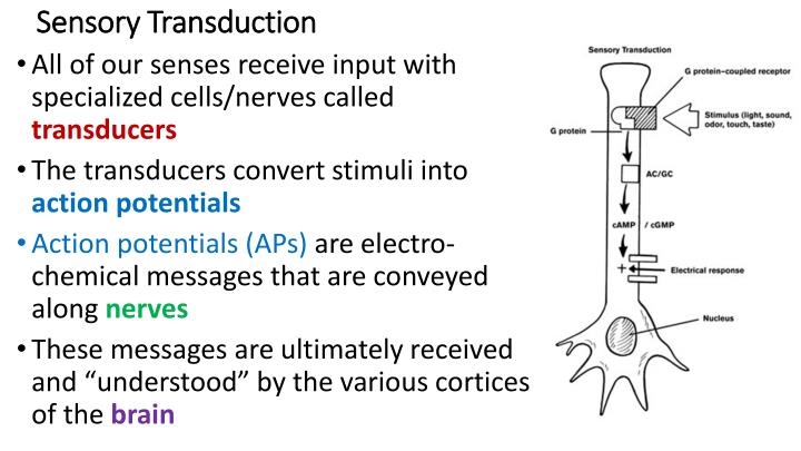 PPT - ANATOMY & PHYSIOLOGY OF THE SENSES PowerPoint Presentation - ID ...