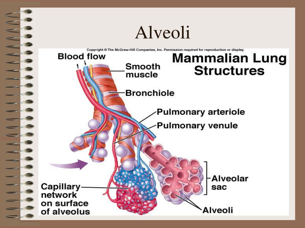 PPT - Animal Respiration PowerPoint Presentation, free download - ID ...