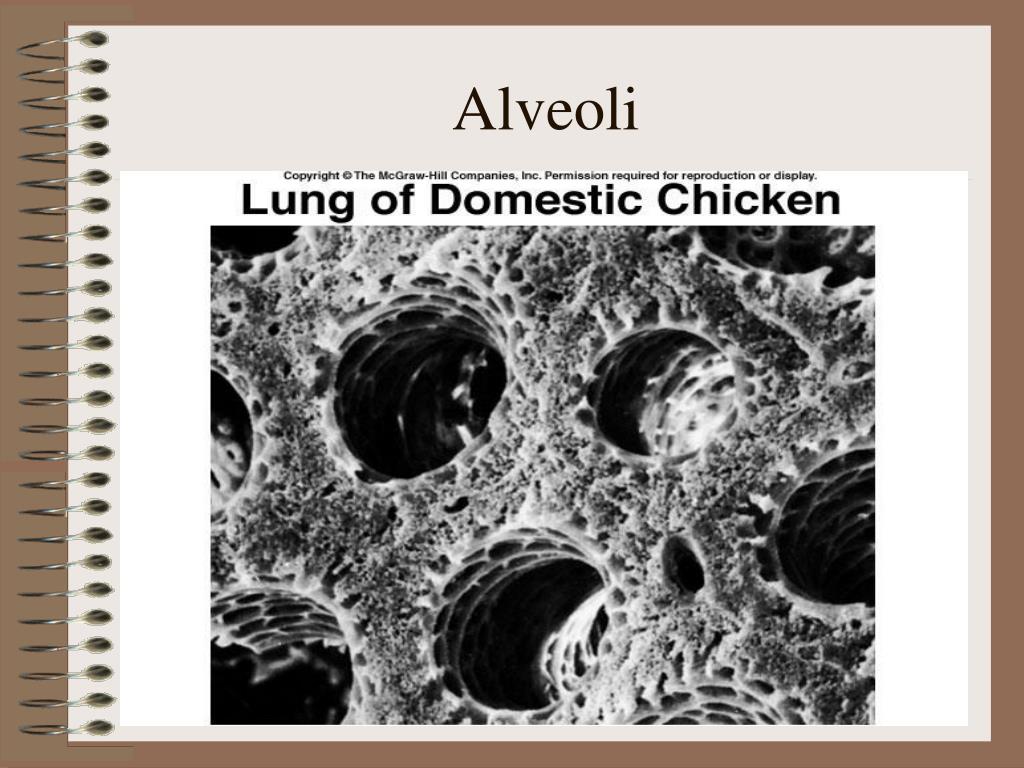 PPT - Animal Respiration PowerPoint Presentation, free download - ID ...