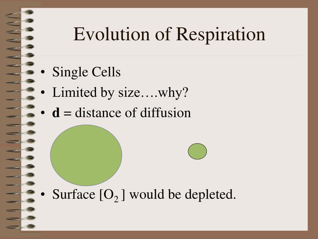 PPT - Animal Respiration PowerPoint Presentation, free download - ID ...