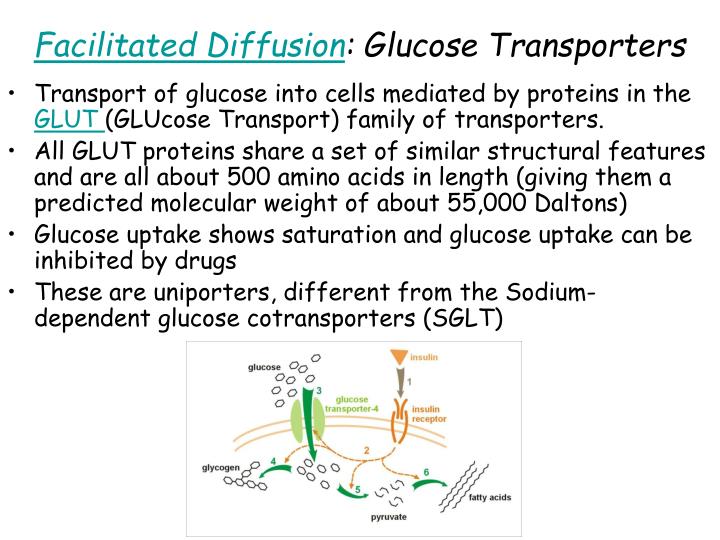 PPT - The Cell Membrane PowerPoint Presentation - ID:7068362
