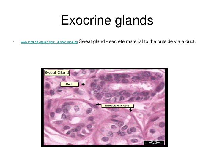 PPT - Tissue slide PowerPoint Presentation - ID:7068428