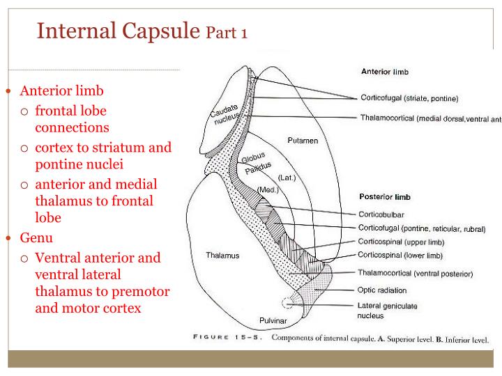 PPT - White Matter Of Cerebrum PowerPoint Presentation - ID:7070975