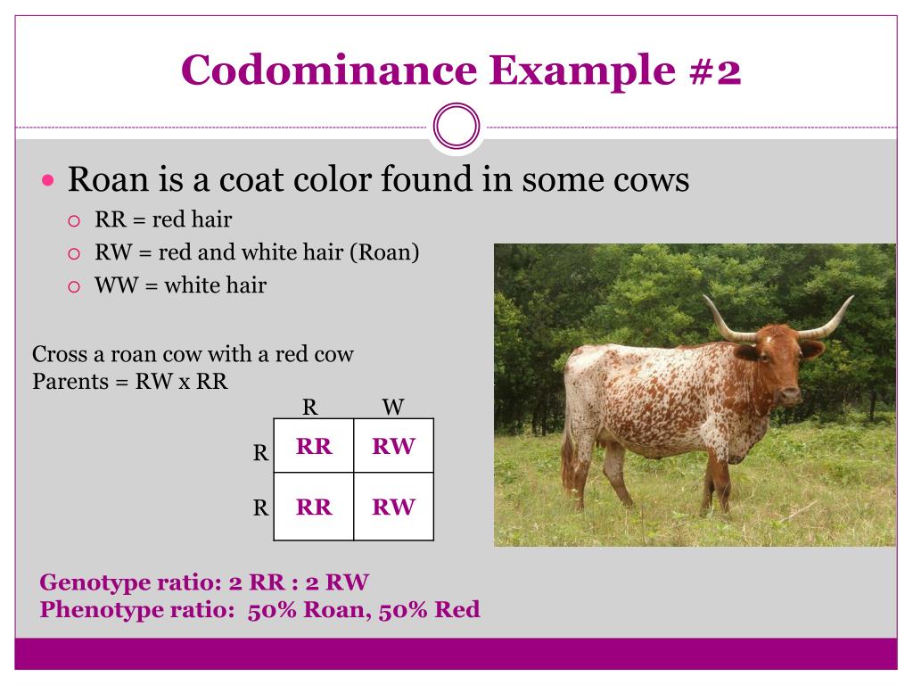 PPT - Genetics PowerPoint Presentation, free download - ID:7072085