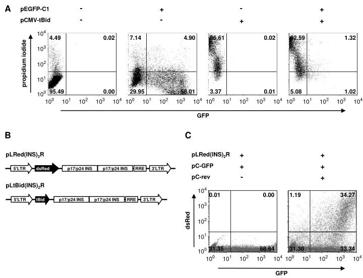 PPT - pEGFP-C1 PowerPoint Presentation, free download - ID:7072236