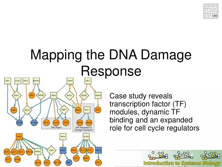 PPT - Mapping the DNA Damage Response PowerPoint Presentation, free ...