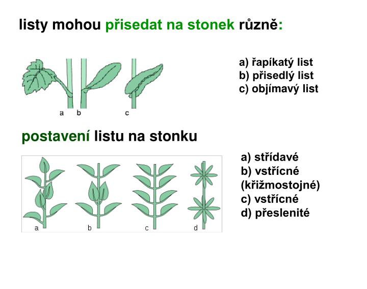 PPT - List = fylom A) Funkce: - fotosyntetická (asimilace CO 2 , tvorba ...