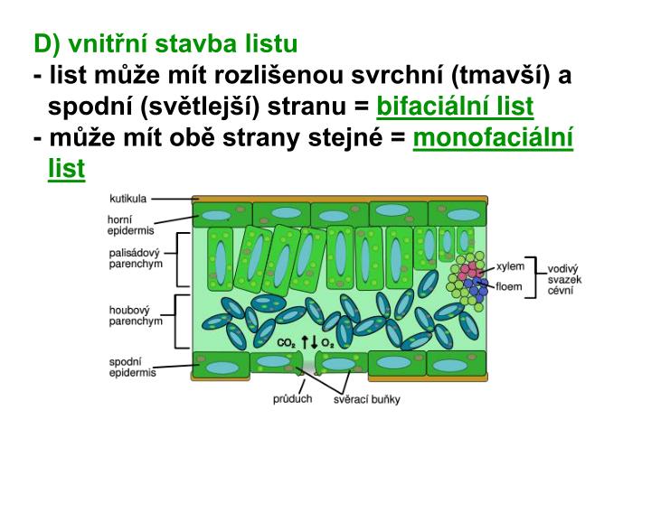 PPT - List = fylom A) Funkce: - fotosyntetická (asimilace CO 2 , tvorba ...