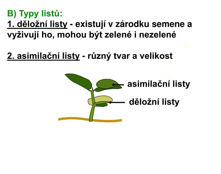 PPT - List = fylom A) Funkce: - fotosyntetická (asimilace CO 2 , tvorba ...