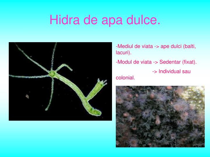 PPT - Animale unicelulare.Protozoare. PowerPoint Presentation - ID:7073130