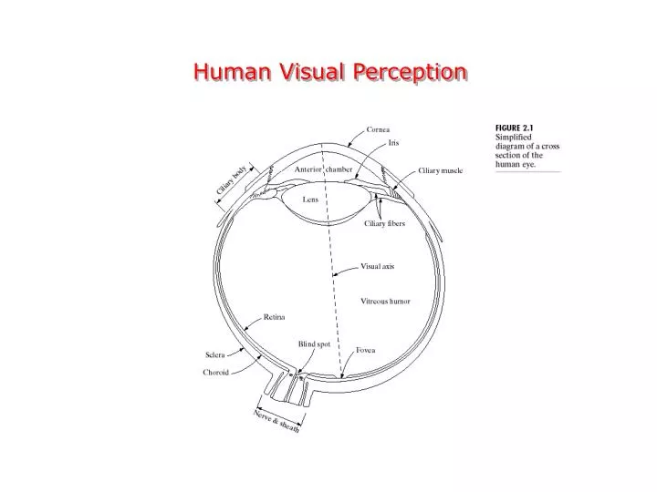 PPT - Human Visual Perception PowerPoint Presentation, free download ...