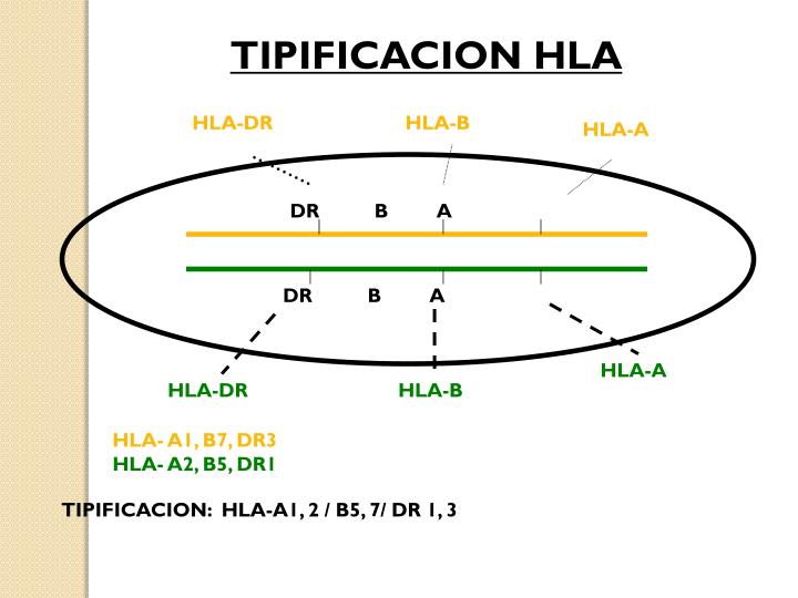 PPT - INMUNOLOGIA DE LOS TRASPLANTES PowerPoint Presentation - ID:7074681