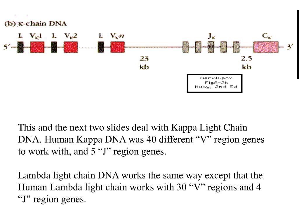 PPT - Genetics in the Generation of Antibody Diversity PowerPoint ...