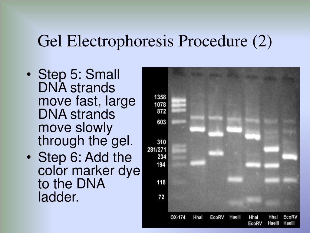 PPT - PCR, Gel Electrophoresis, and Southern Blotting PowerPoint ...