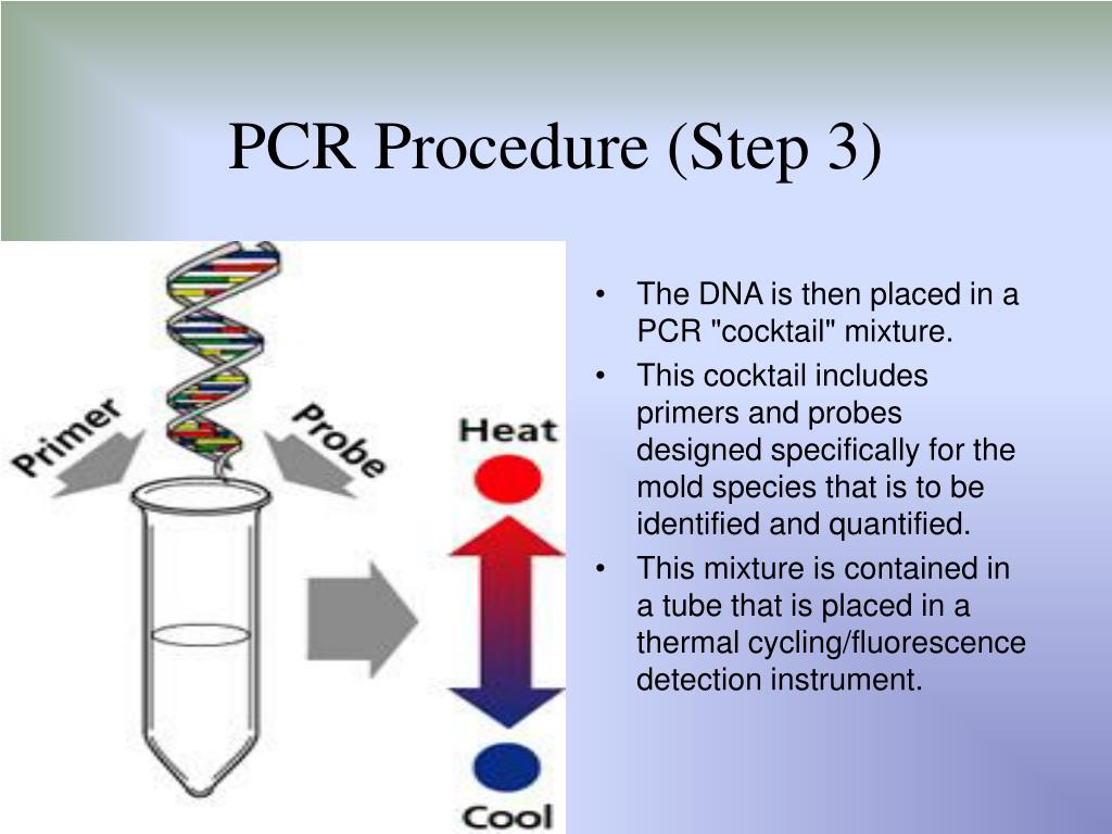 PPT - PCR, Gel Electrophoresis, and Southern Blotting PowerPoint ...