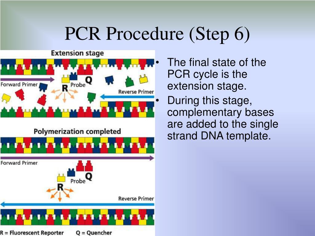 PPT - PCR, Gel Electrophoresis, and Southern Blotting PowerPoint ...