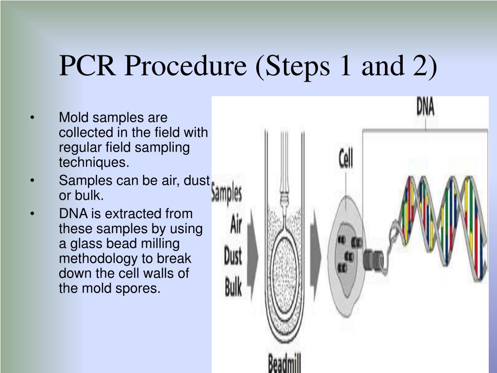 PPT - PCR, Gel Electrophoresis, and Southern Blotting PowerPoint ...