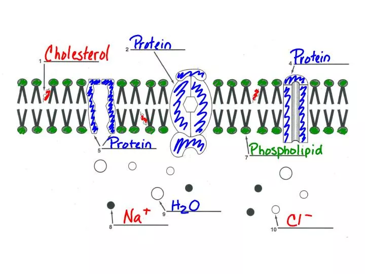 PPT - Movement thru a membrane pkt PowerPoint Presentation, free ...