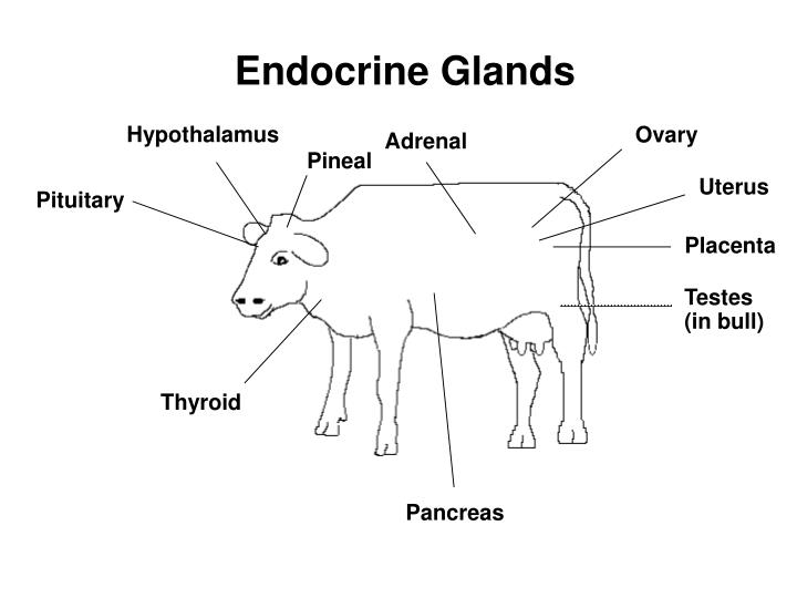 PPT - Animal Science 434 Reproductive Physiology PowerPoint ...