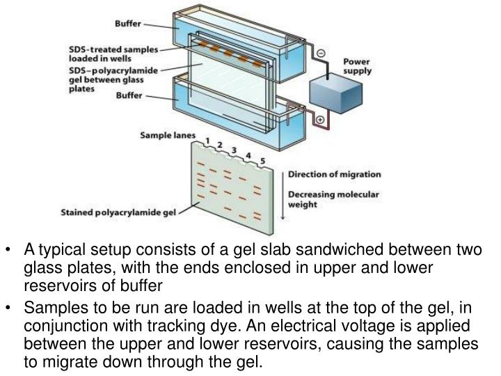 PPT - Polyacrylamide gel electrophoresis (PAGE) PowerPoint Presentation ...