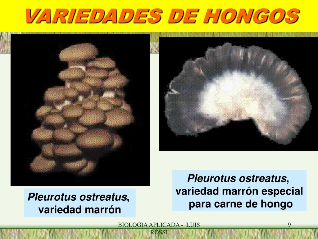 PPT - EL CULTIVO DE LOS HONGOS ETAPAS: PowerPoint Presentation, free ...