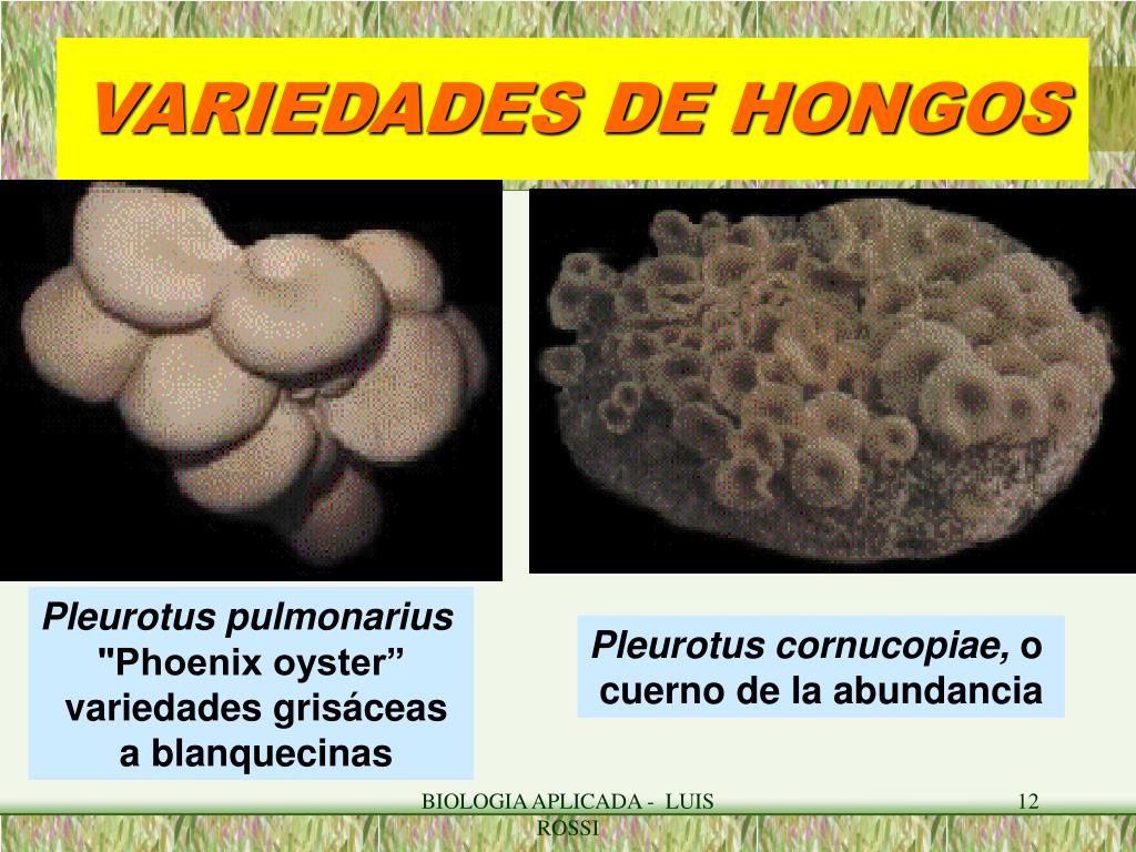 PPT - EL CULTIVO DE LOS HONGOS ETAPAS: PowerPoint Presentation, free ...