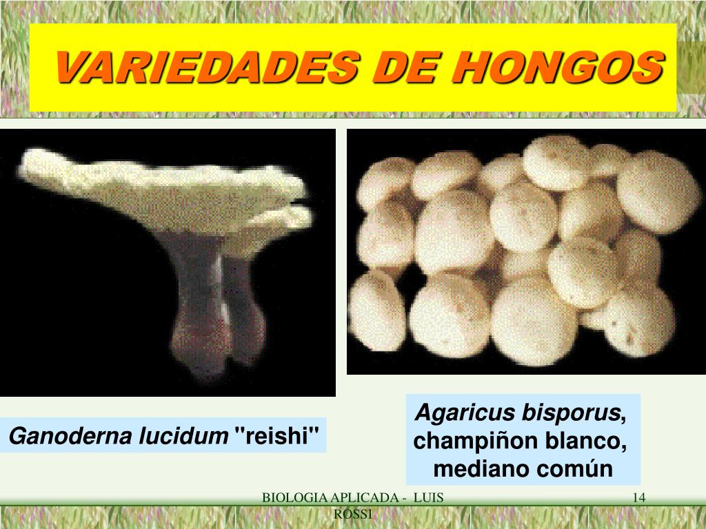 PPT - EL CULTIVO DE LOS HONGOS ETAPAS: PowerPoint Presentation, free ...
