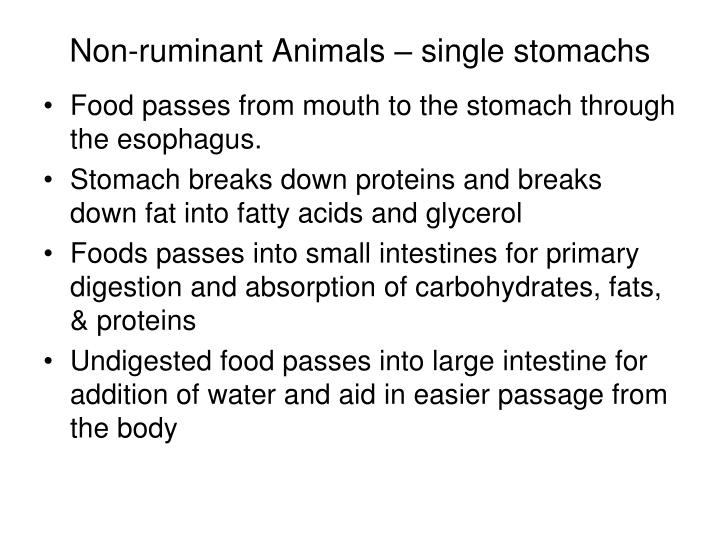 PPT - Chapter 6 – Nutrition and Digestive Systems PowerPoint ...