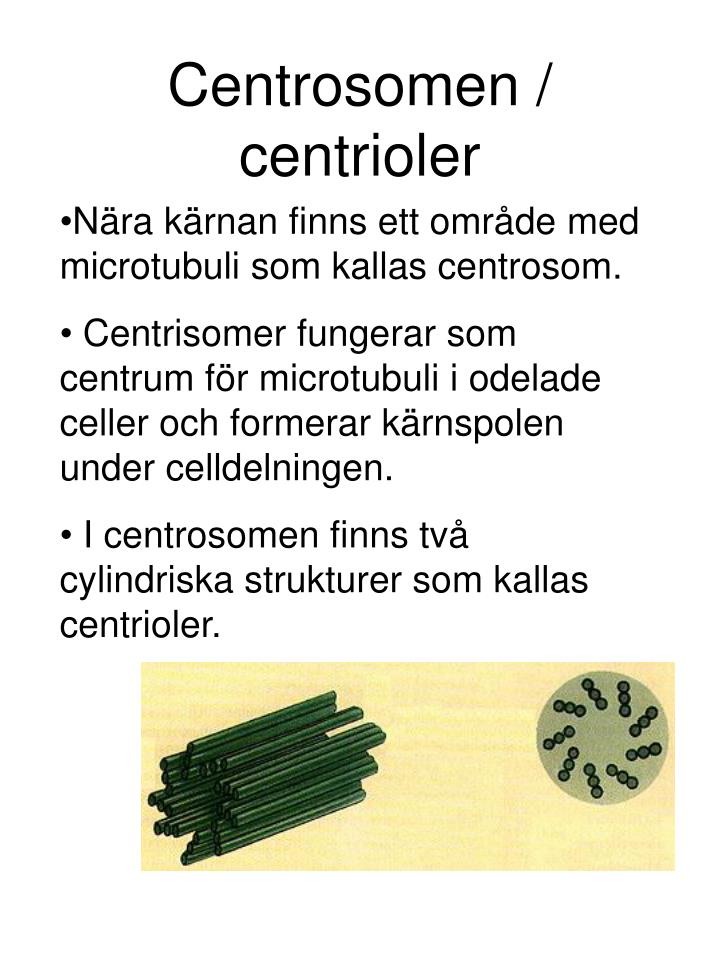 PPT - CELLEN PowerPoint Presentation - ID:7078948