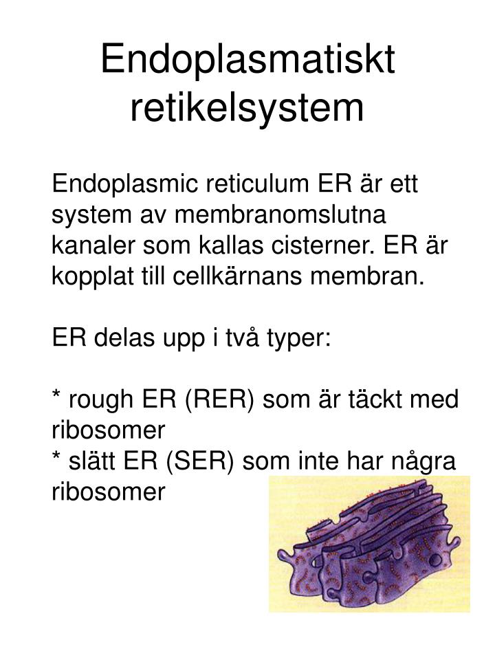 PPT - CELLEN PowerPoint Presentation - ID:7078948