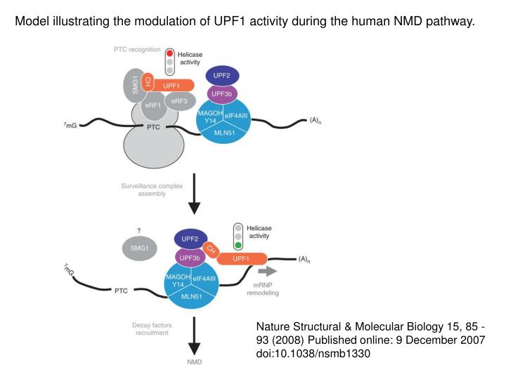PPT - Nonsense-Mediated mRNA Decay (NMD) PowerPoint Presentation - ID ...