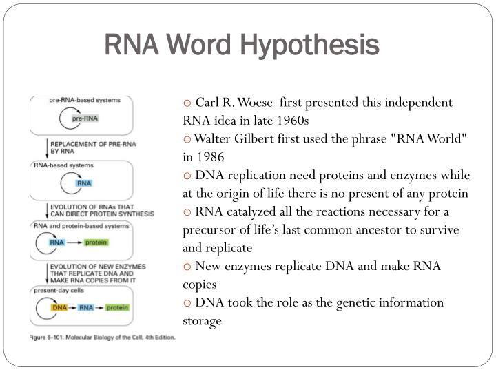 PPT - Liquid Crystal Phases of DNA and Implications for The Origin of ...