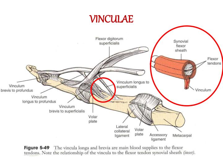 PPT - Cut Wrist & Flexor tendon injury PowerPoint Presentation - ID:7081690